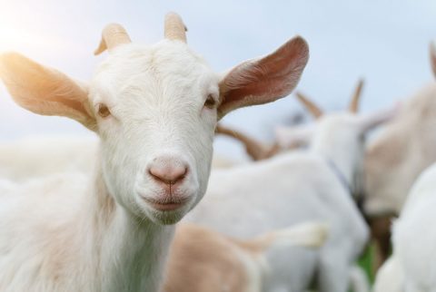 Our Australian Farms | CapriLac®