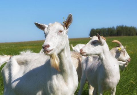 CapriLac® | Natural Australian & New Zealand Goat Milk Products